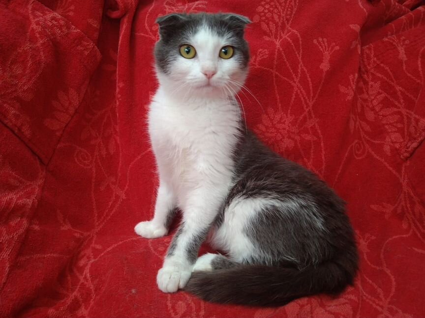 Бесподобная красотка, 3,5 месяца, ищет дом и семью