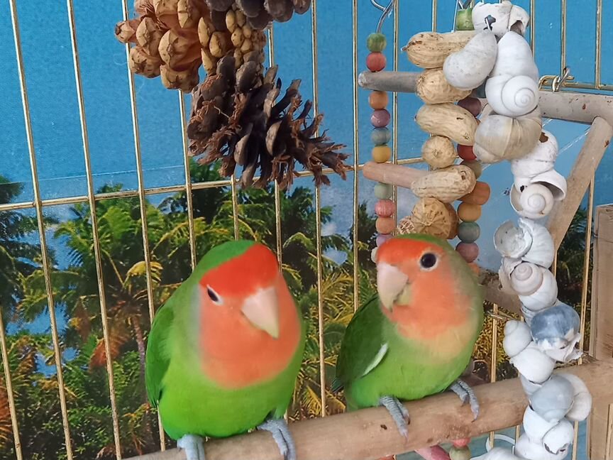 Попугаи Неразлучники