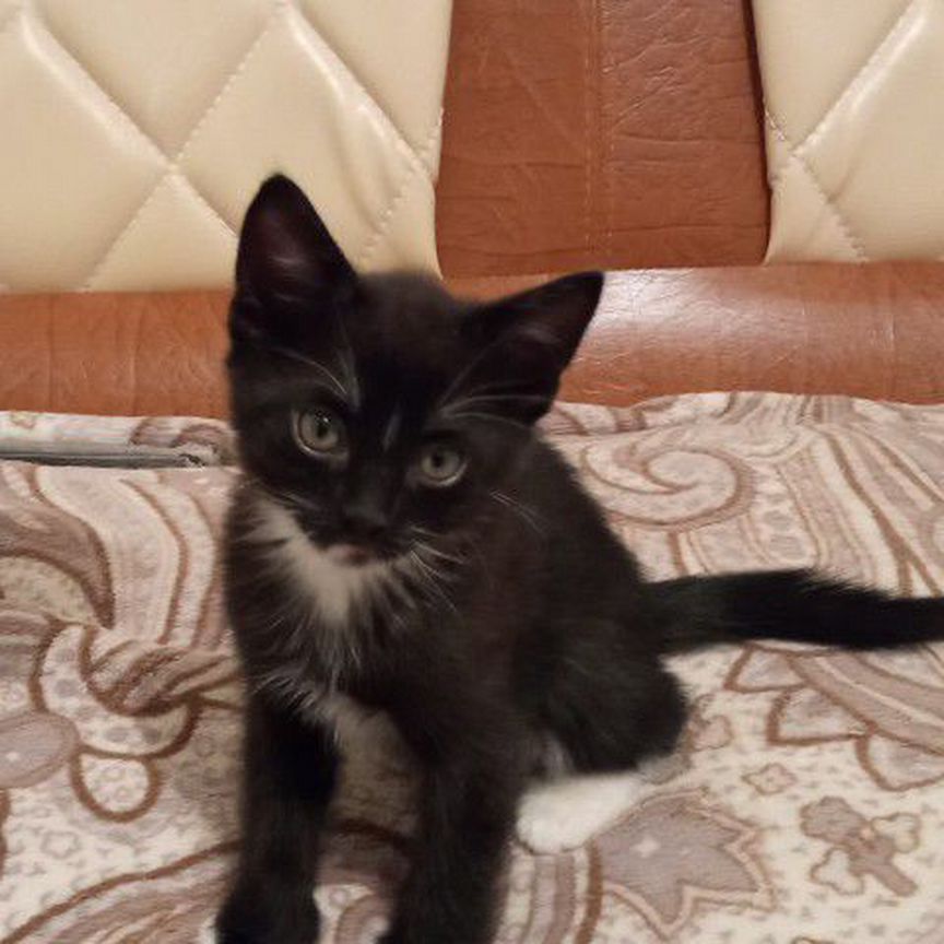 Котёнок в добрые руки бесплатно мальчик