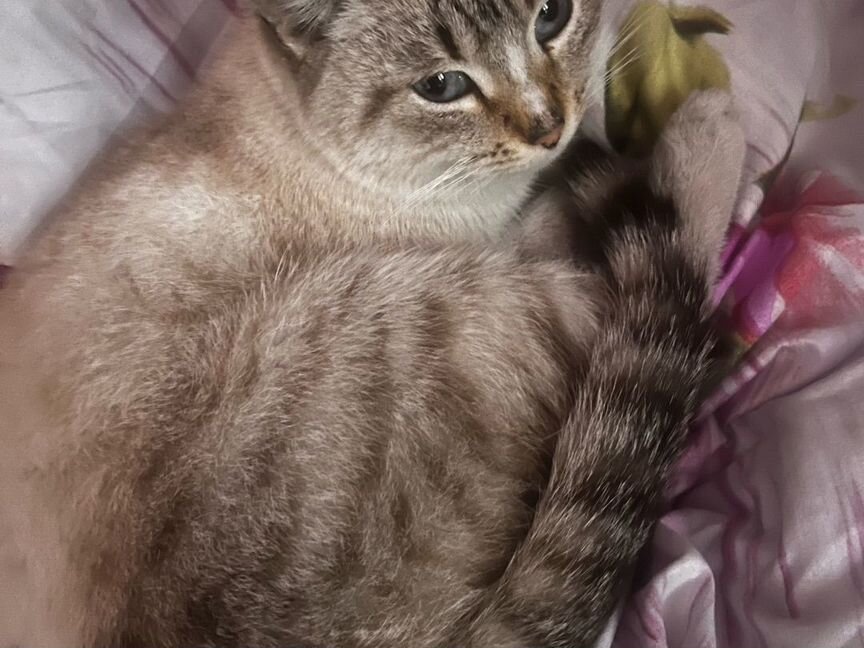 Кот