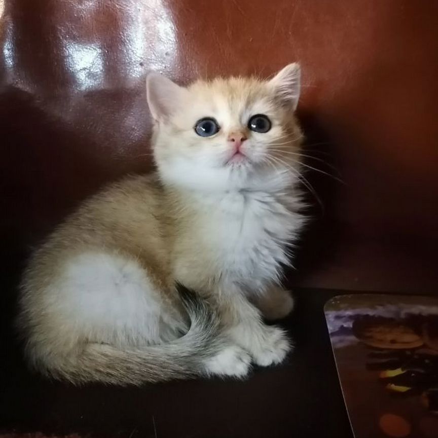 Котята золотая шиншилла