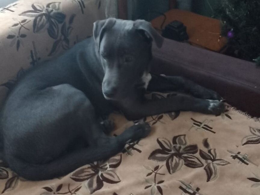 Стаффордширский терьер в добрые руки