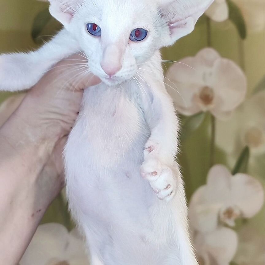 Ориентальная кошечка