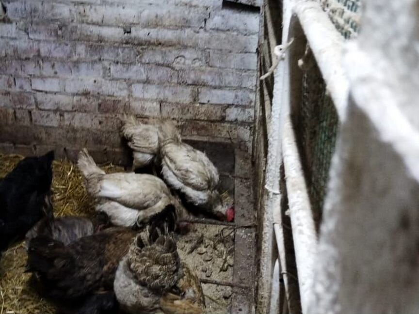 Куры несушки