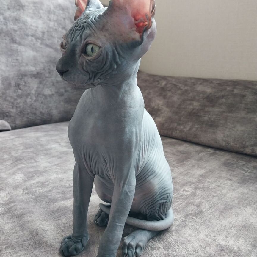 Канадкий сфинкс