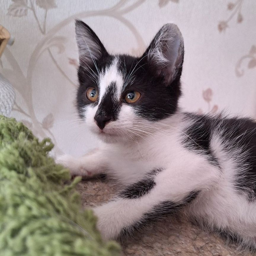 Котёнок Мия в добрые руки
