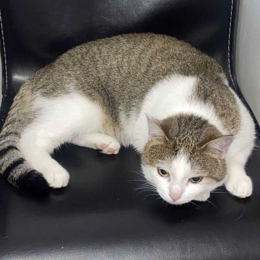 Взрослый кот в добрые руки