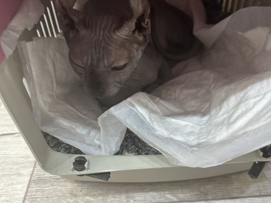 Котята