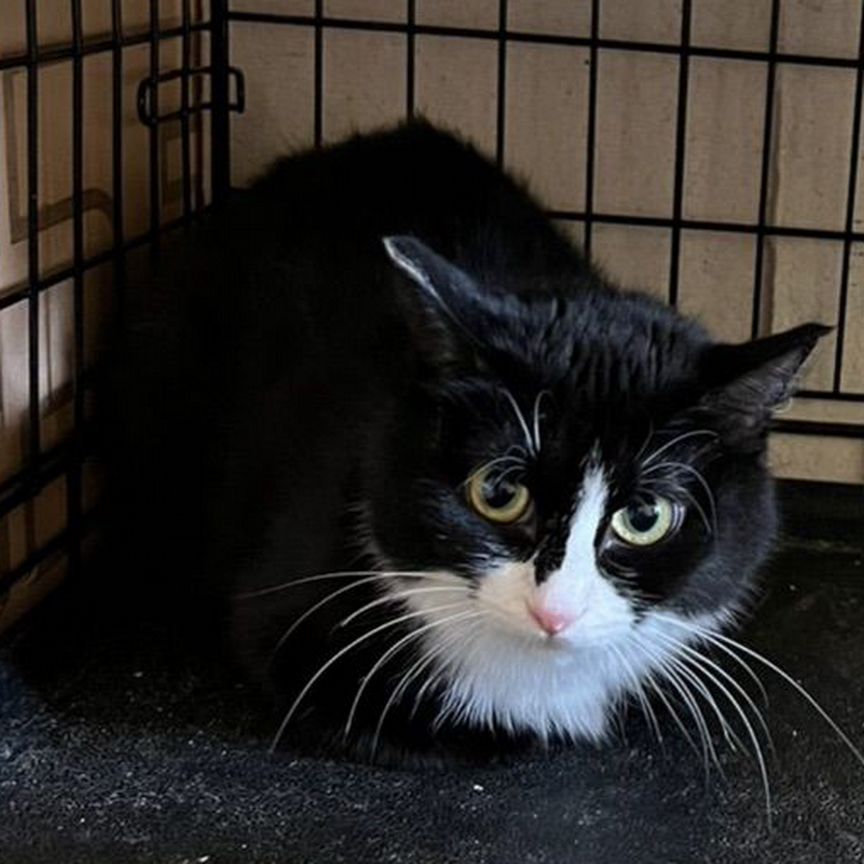 Взрослая, кошка в добрые руки