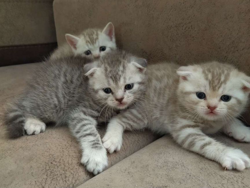 Шотландские вислоухие котята