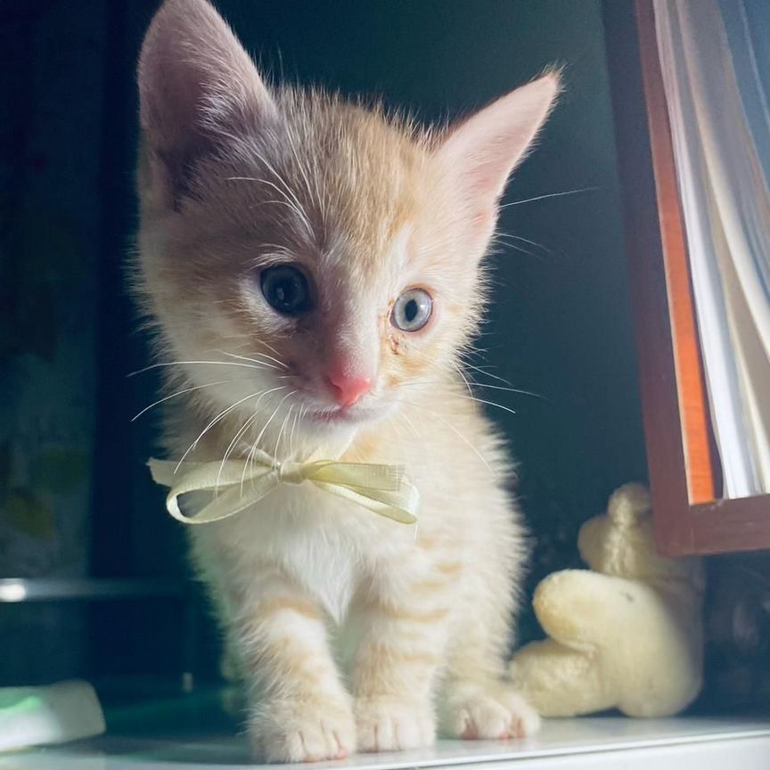 Котята
