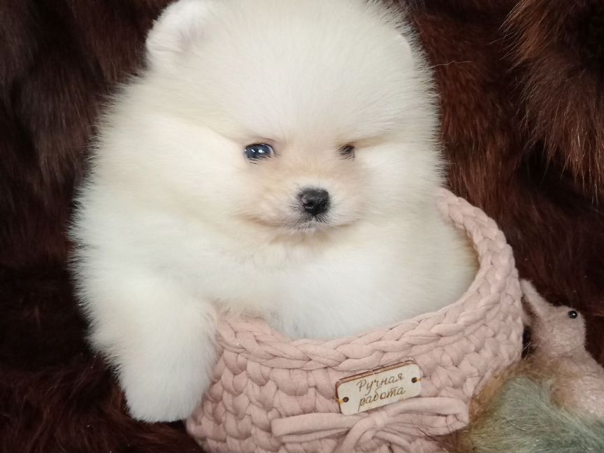 Померанский шпиц мини