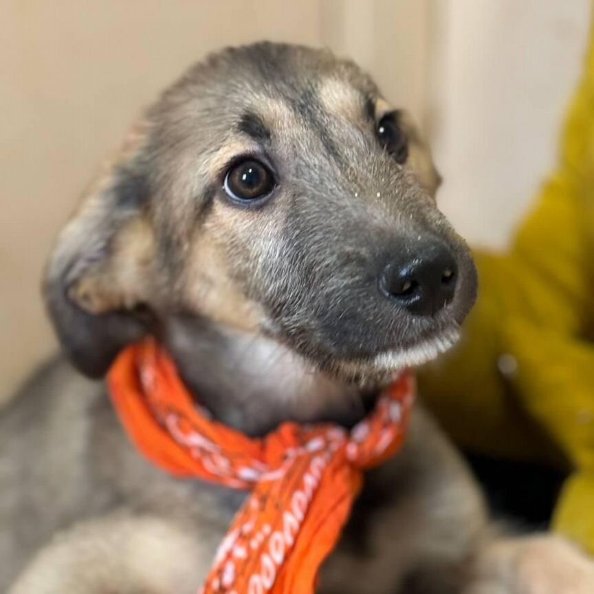 Искра ждет родителей