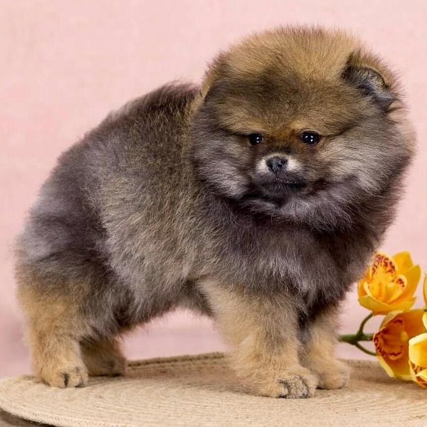 Померанский шпиц, щенок