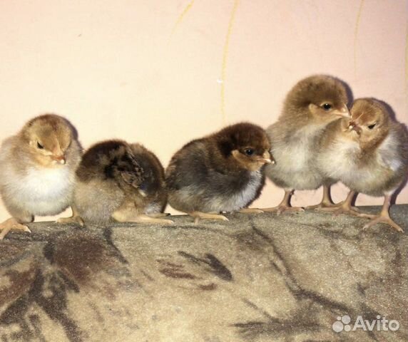 Цыплята кученская юбилейная и мясояичные