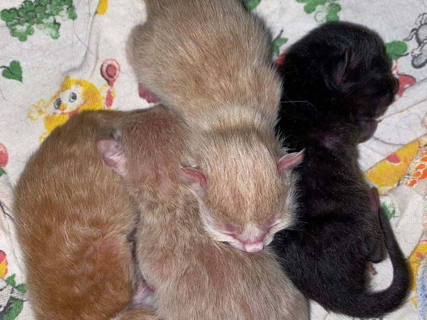 4 очаровательных котят ищут дом