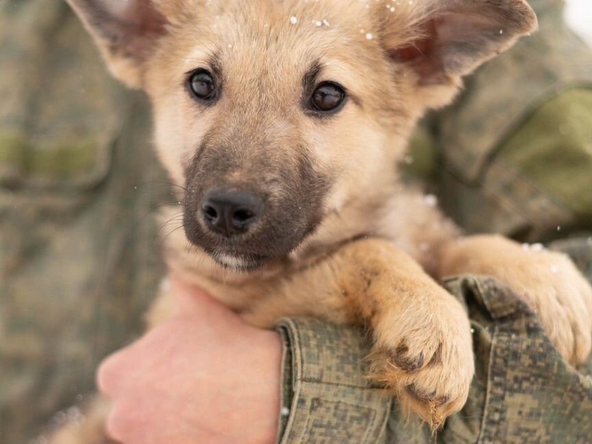 Щенок в добрые руки
