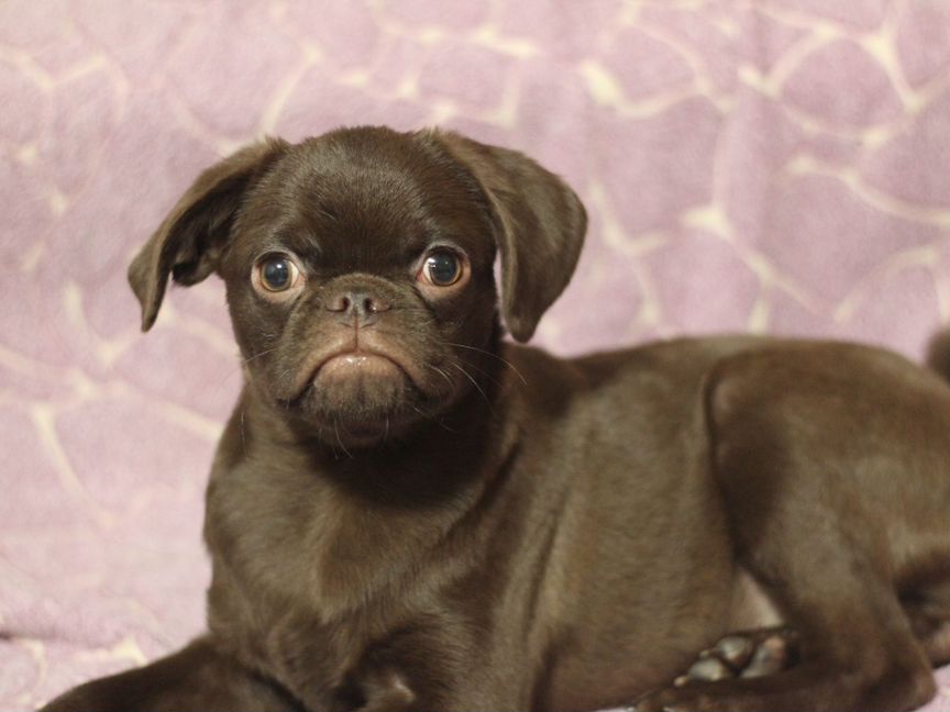 Щенки Пти брабансона