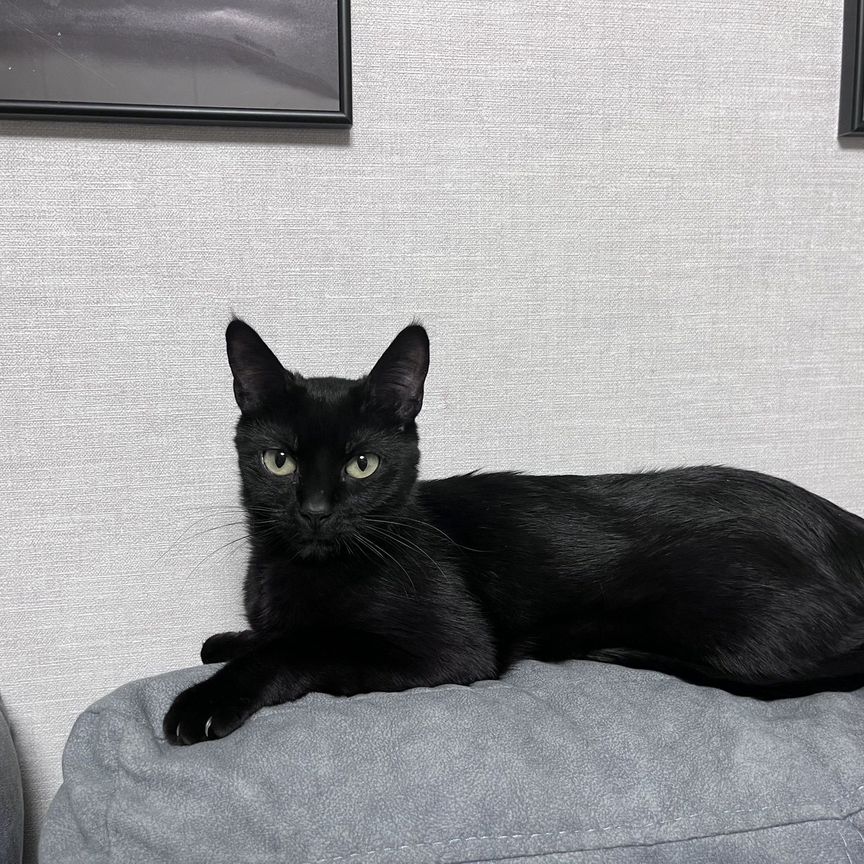 Кошка ищет дом