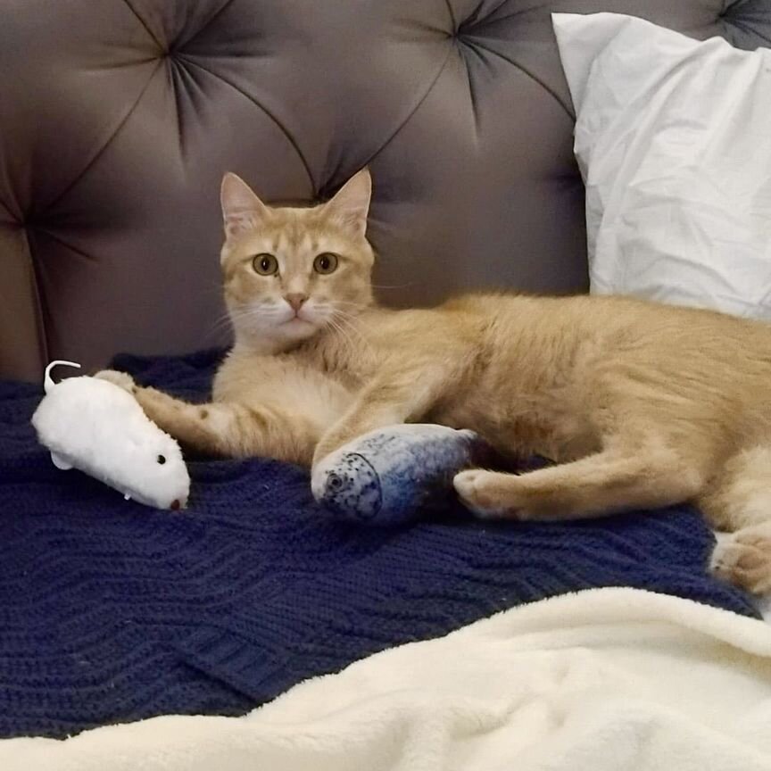 Котик в добрые руки