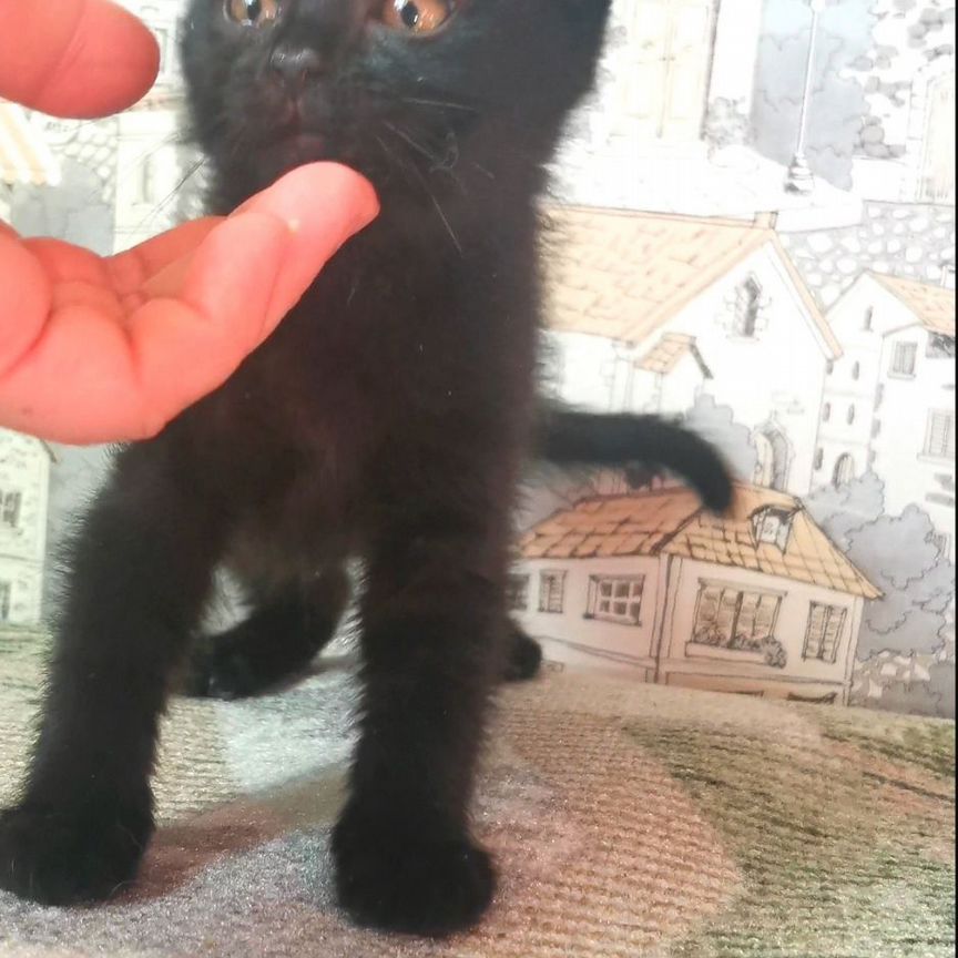 Черный Кот