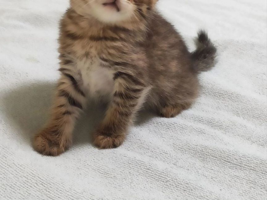 Малышка Ириска