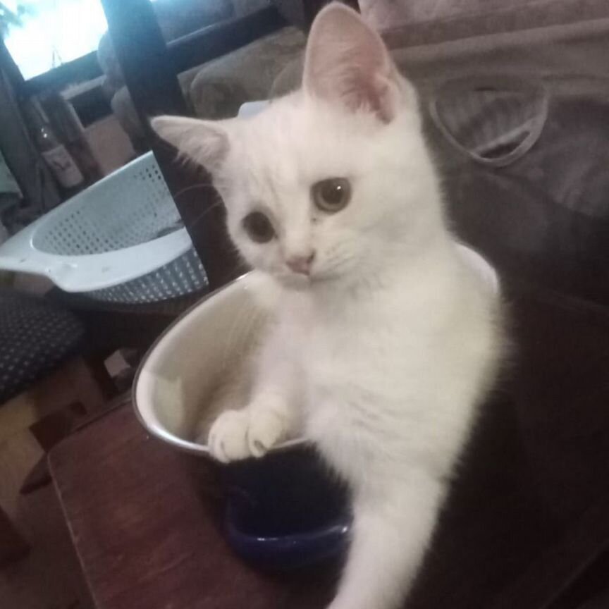 Котята породистые