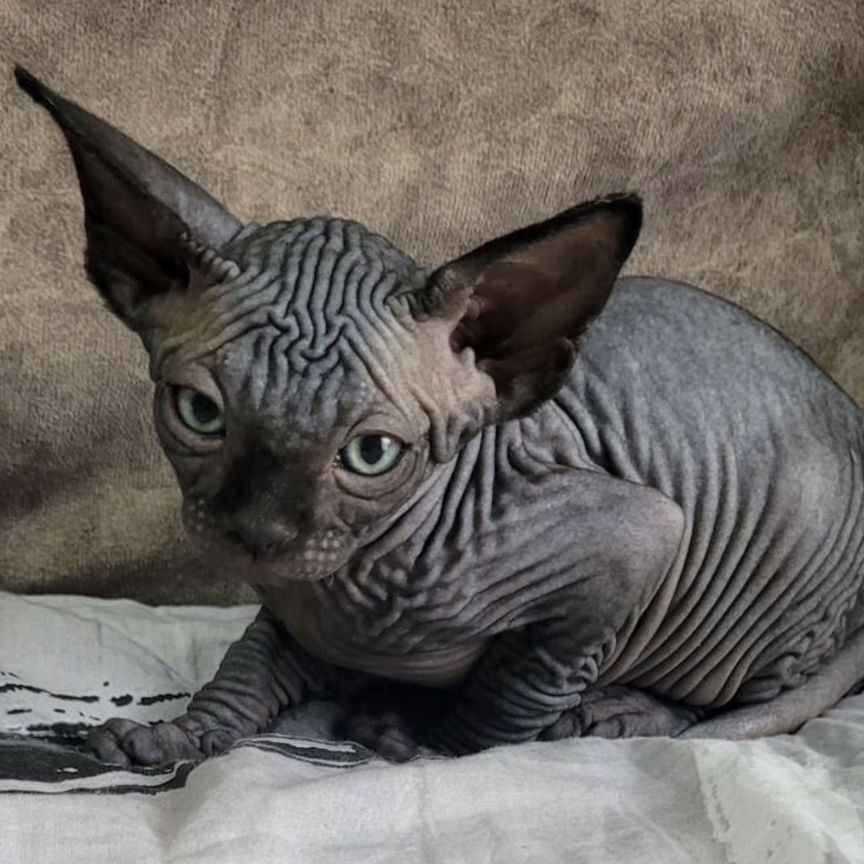 Канадский сфинкс котёнок
