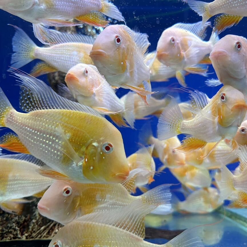 Акарихт Хекеля Альбинос