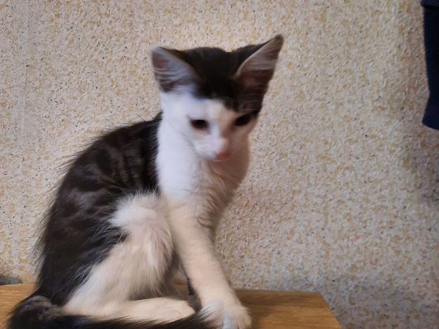 Просто котёнок