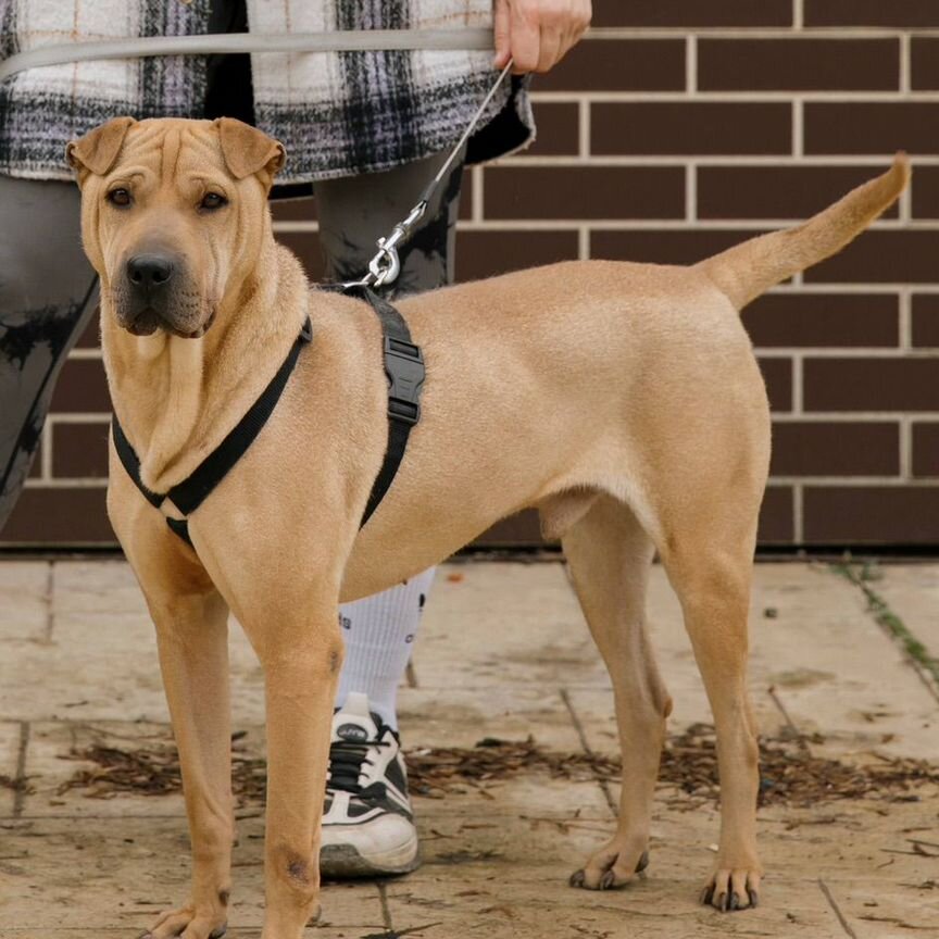 Взрослый пёс в добрые руки