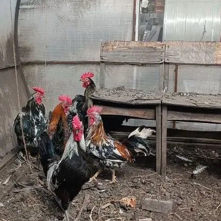 Петух бентамки