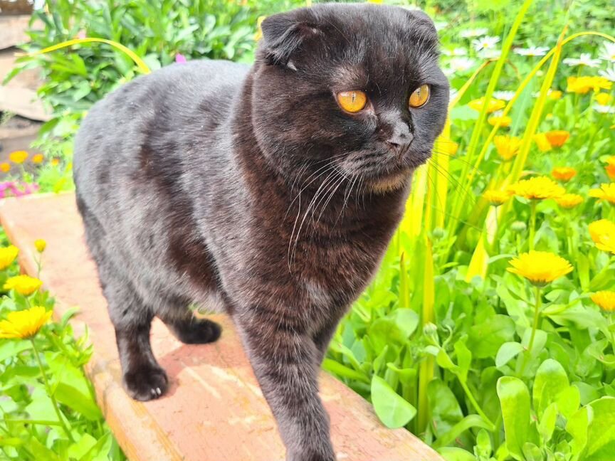 Вязка ищем кошку