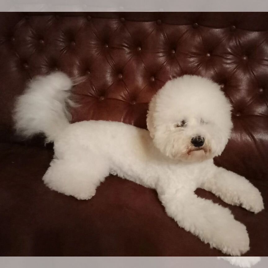 Бишон фризе вязка