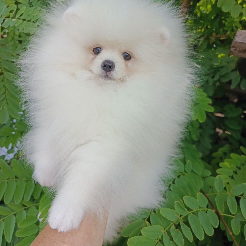 Померанский шпиц