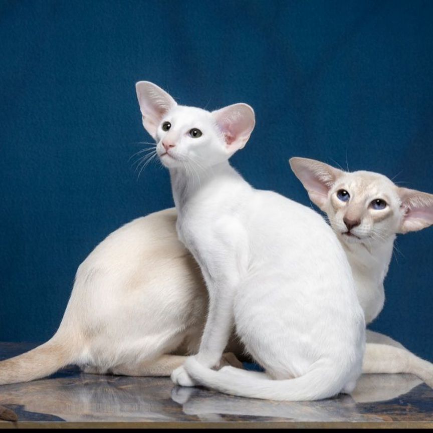 Ориентальный котёнок