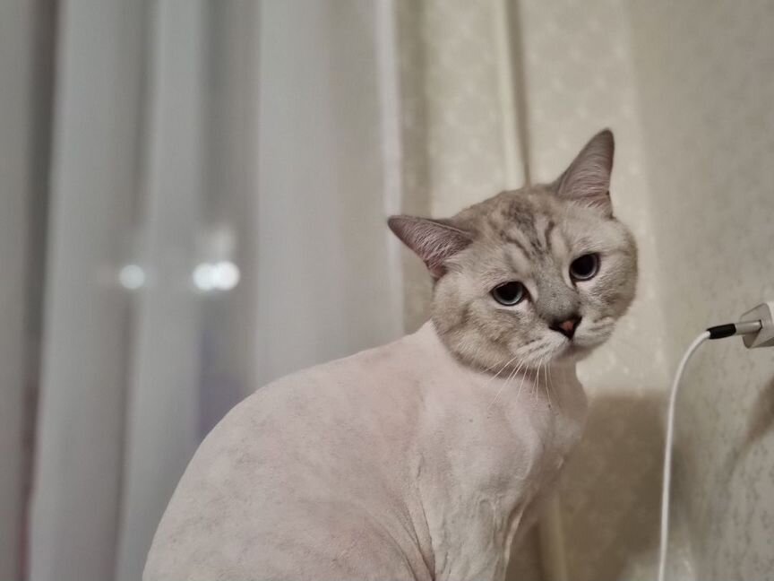 Британские котята бесплатно