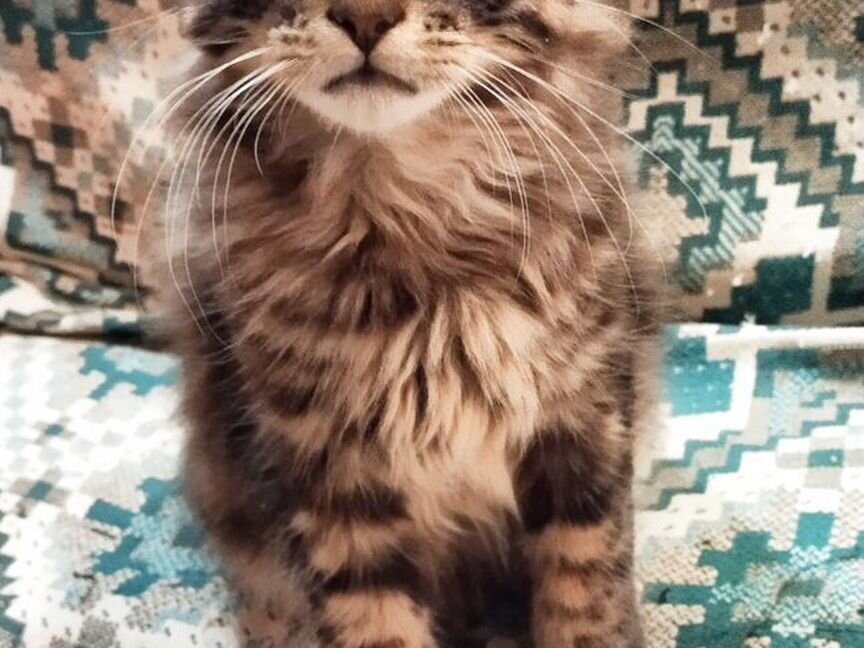 Классный котик - лучший друг