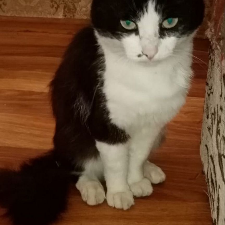 Кот в добрые руки