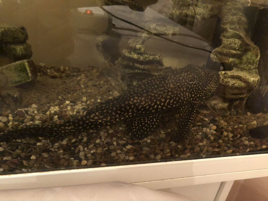 Аквариумный сомик