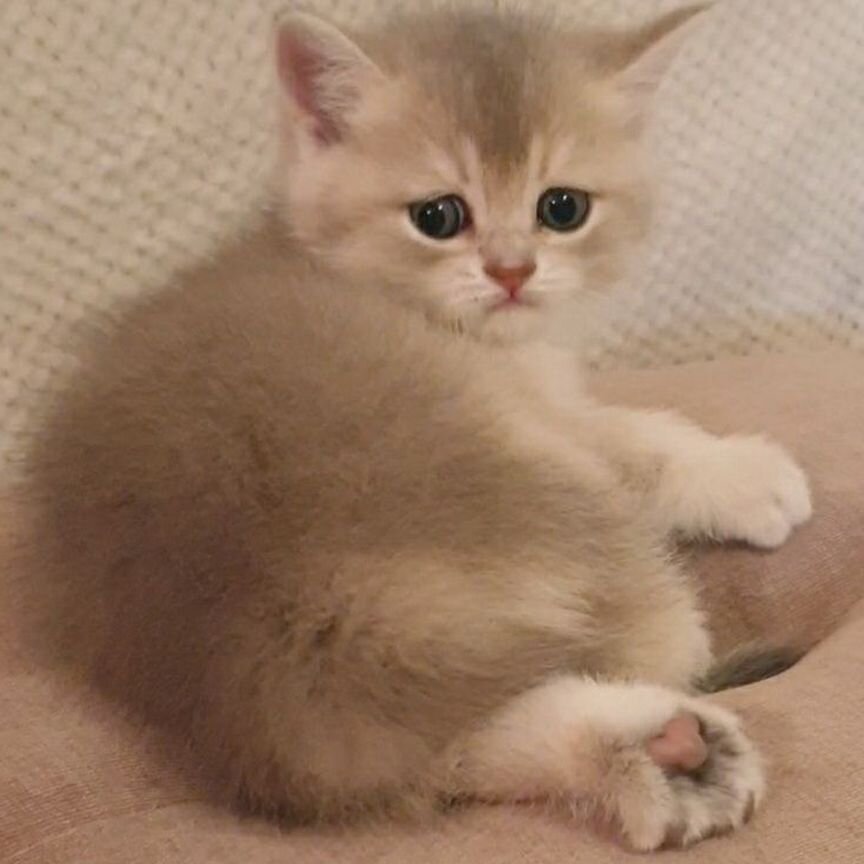 Британский короткошёрстный котёнок