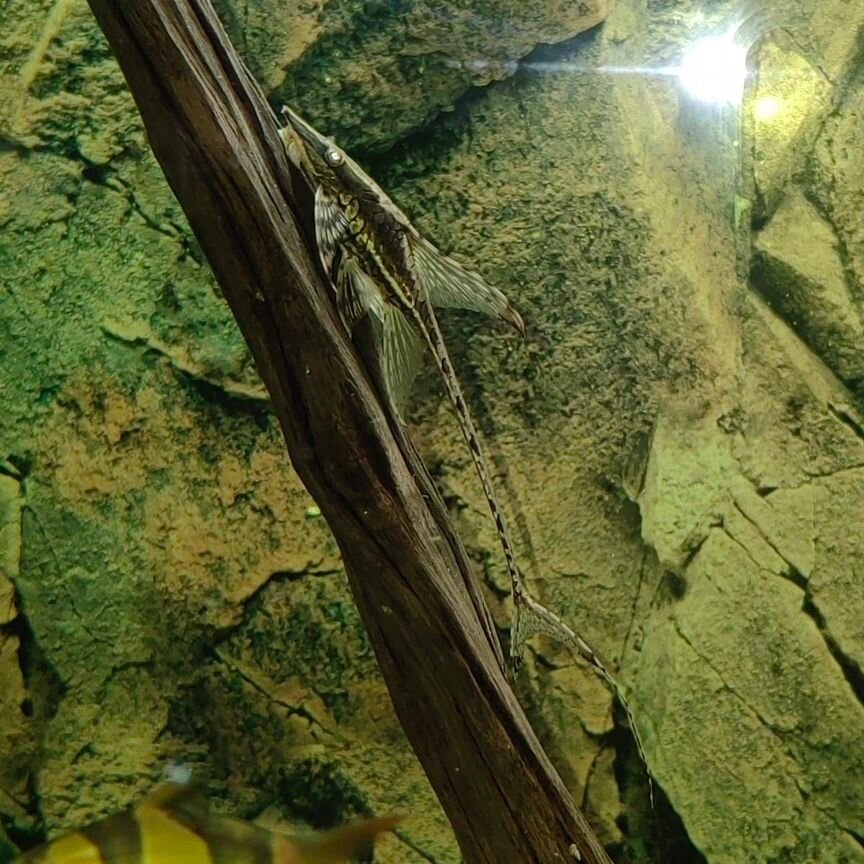 Стурисома панамская