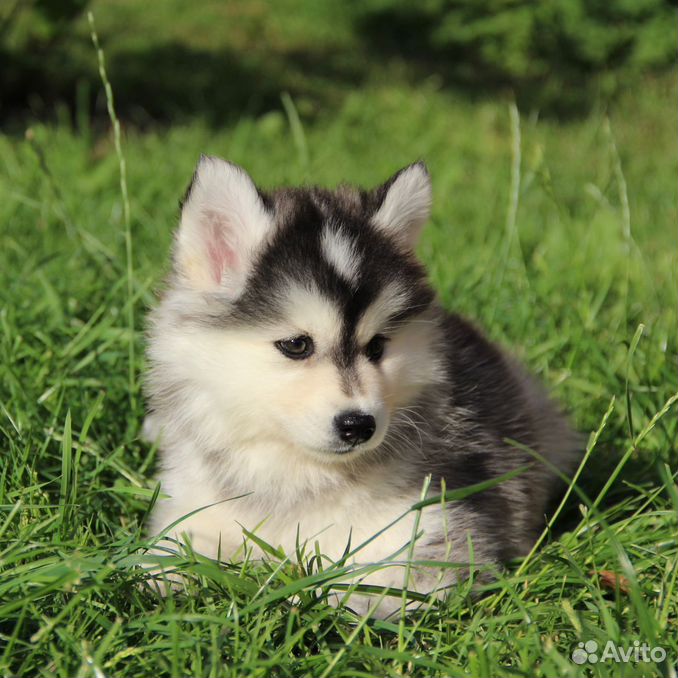 Очаровашка помски