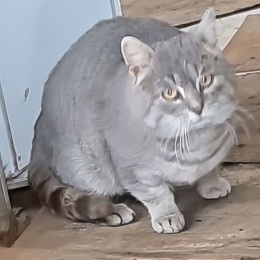 Взрослый кот в добрые руки