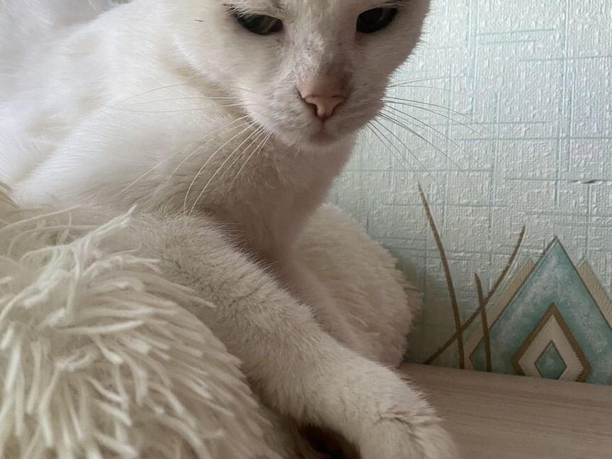 Кошка в дар бесплатно
