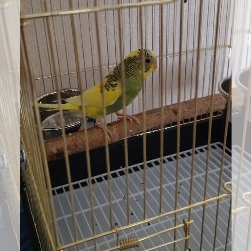 Волнистый попугай самец