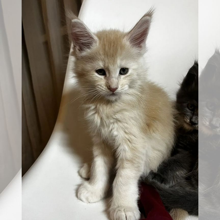 Мейн-кун котёнок