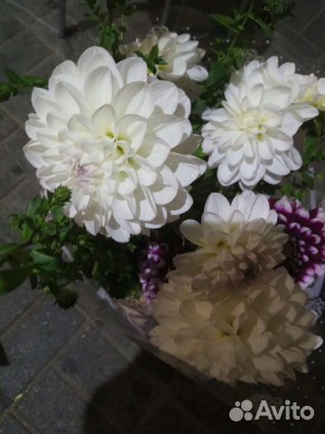 Георгины Эвелин,клубни продам купить в Калининграде | Товары для дома и ...