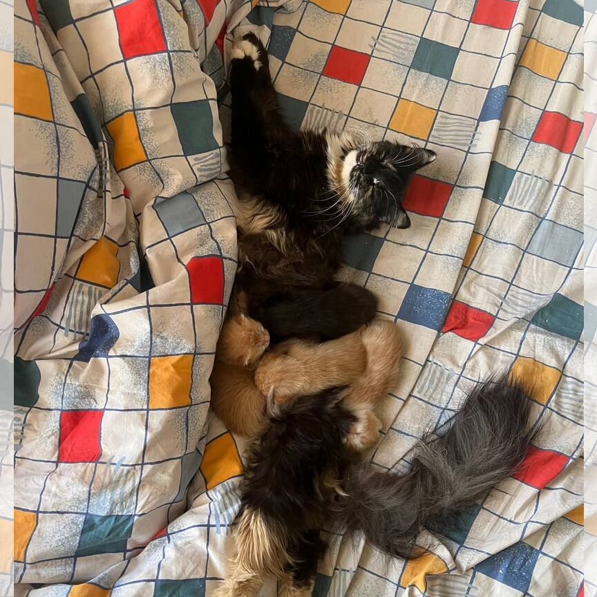 Котята в добрые руки