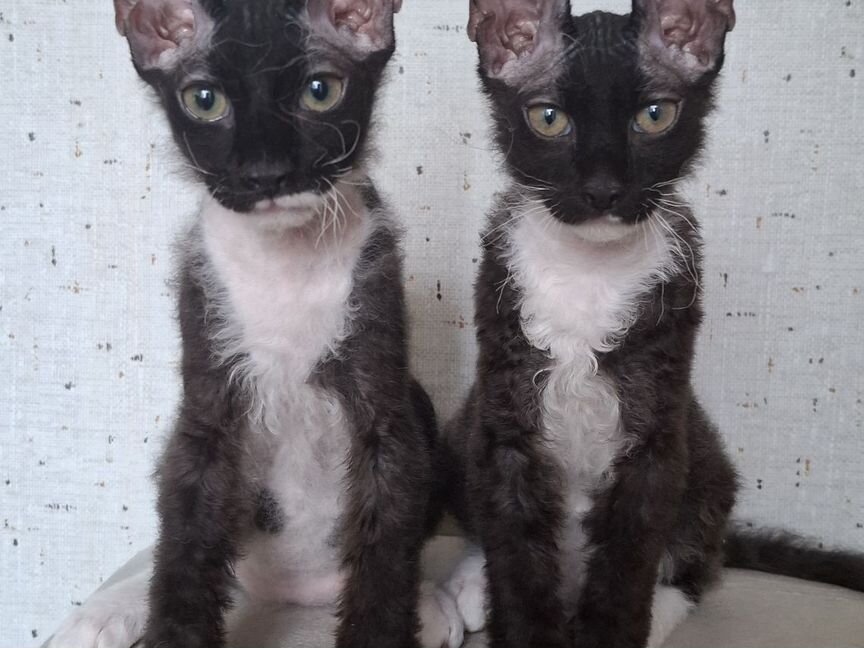 Донской сфинкс котята новосибирск